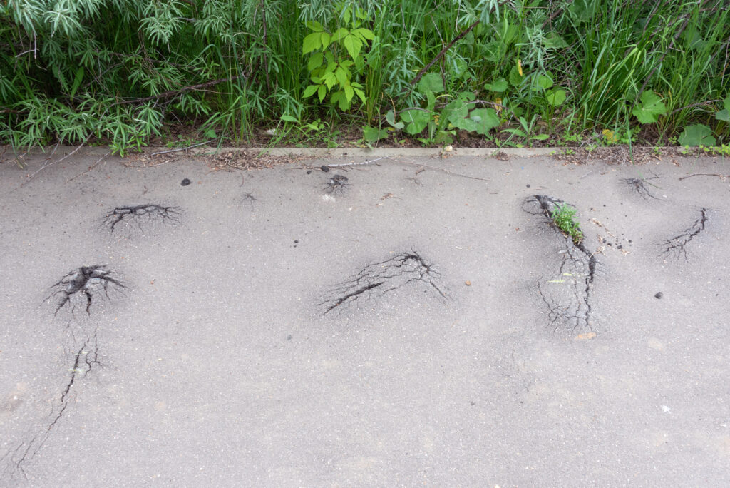 How to Repair a Driveway or Parking Lot Damaged by Tree Roots by CPEX